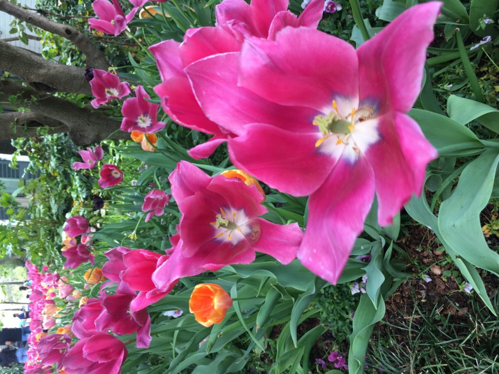 7 Ways to enjoy a healthy spring - Dallas Wellness Center